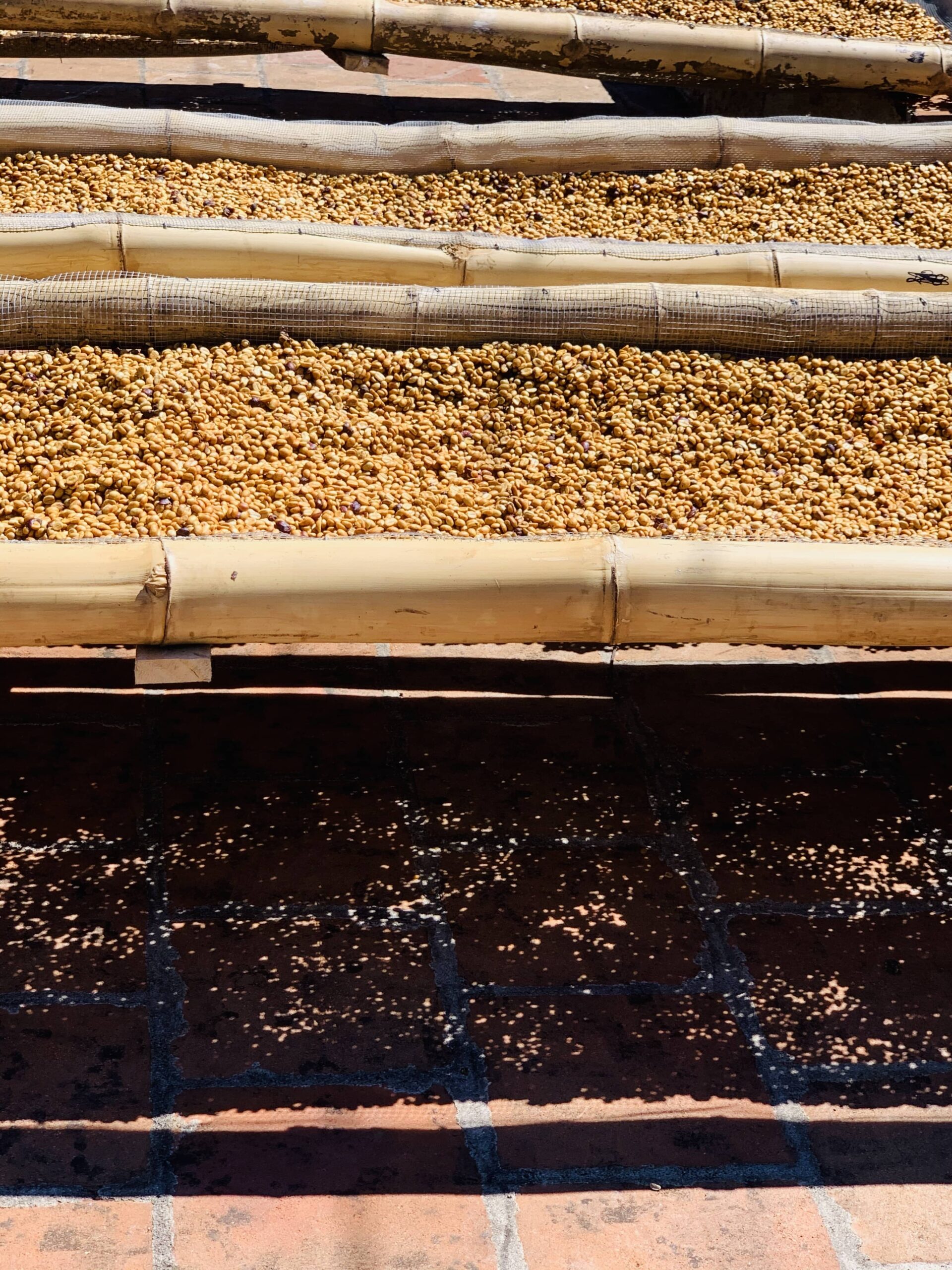 Semi Washed Process – Corporación Salaverria