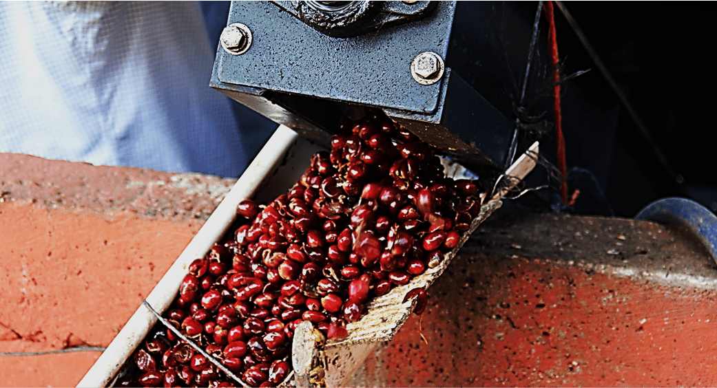 Washed Process – Corporación Salaverria