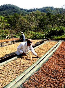 Semi Washed Process – Corporación Salaverria