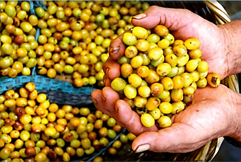 Selective Harvesting Process – Corporación Salaverria