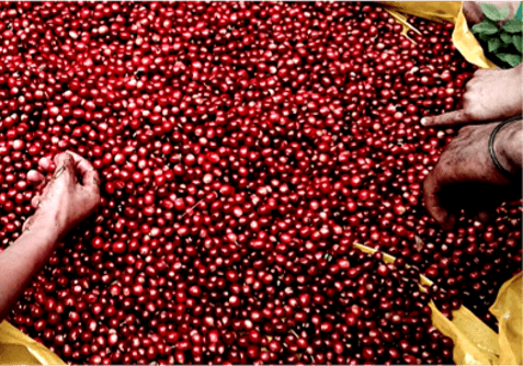 Selective Harvesting Process – Corporación Salaverria