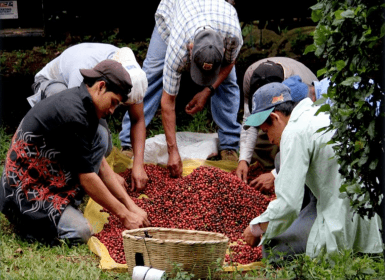 Selective Harvesting Process – Corporación Salaverria